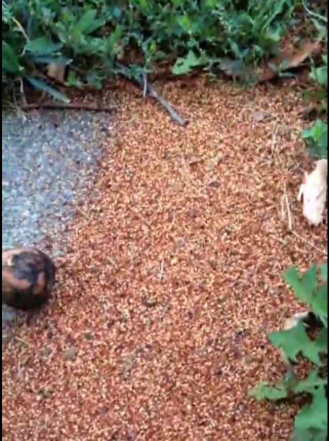 Jumping oak gall swarm surprises Davis neighborhood - The Niche
