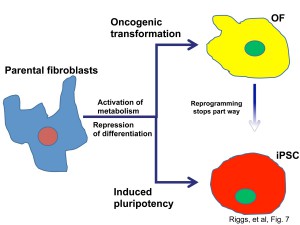 iPS cells are similar to cancer cells: part 1 of discussion of new ...