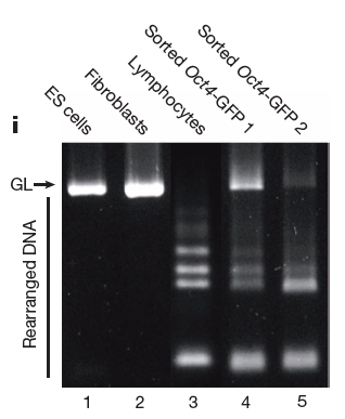 Reactions to RIKEN's STAP cell protocol - The Niche