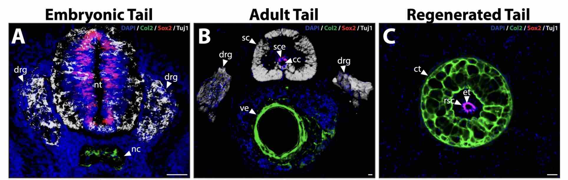 Weekly stem cell reads: COVID, tail regeneration, aging - The Niche